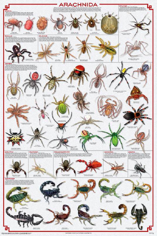 All About Arachnids | Western Nevada College Fallon | Nevada Events
