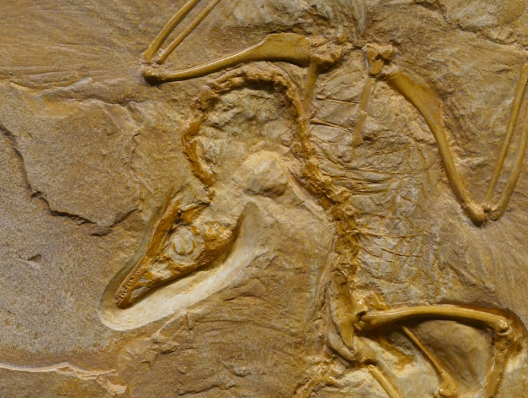 Fossil Friday | Children's Museum of Northern Nevada | Nevada Events