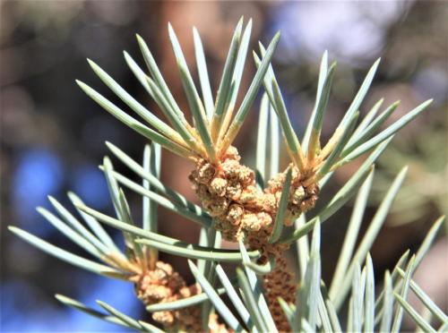 Discover the Wonderful World of Pine Trees | Nevada State Museum ...